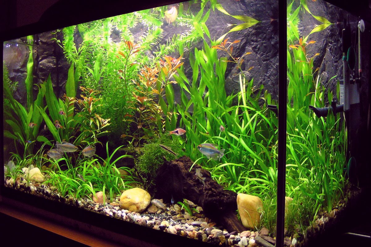 Akvarie